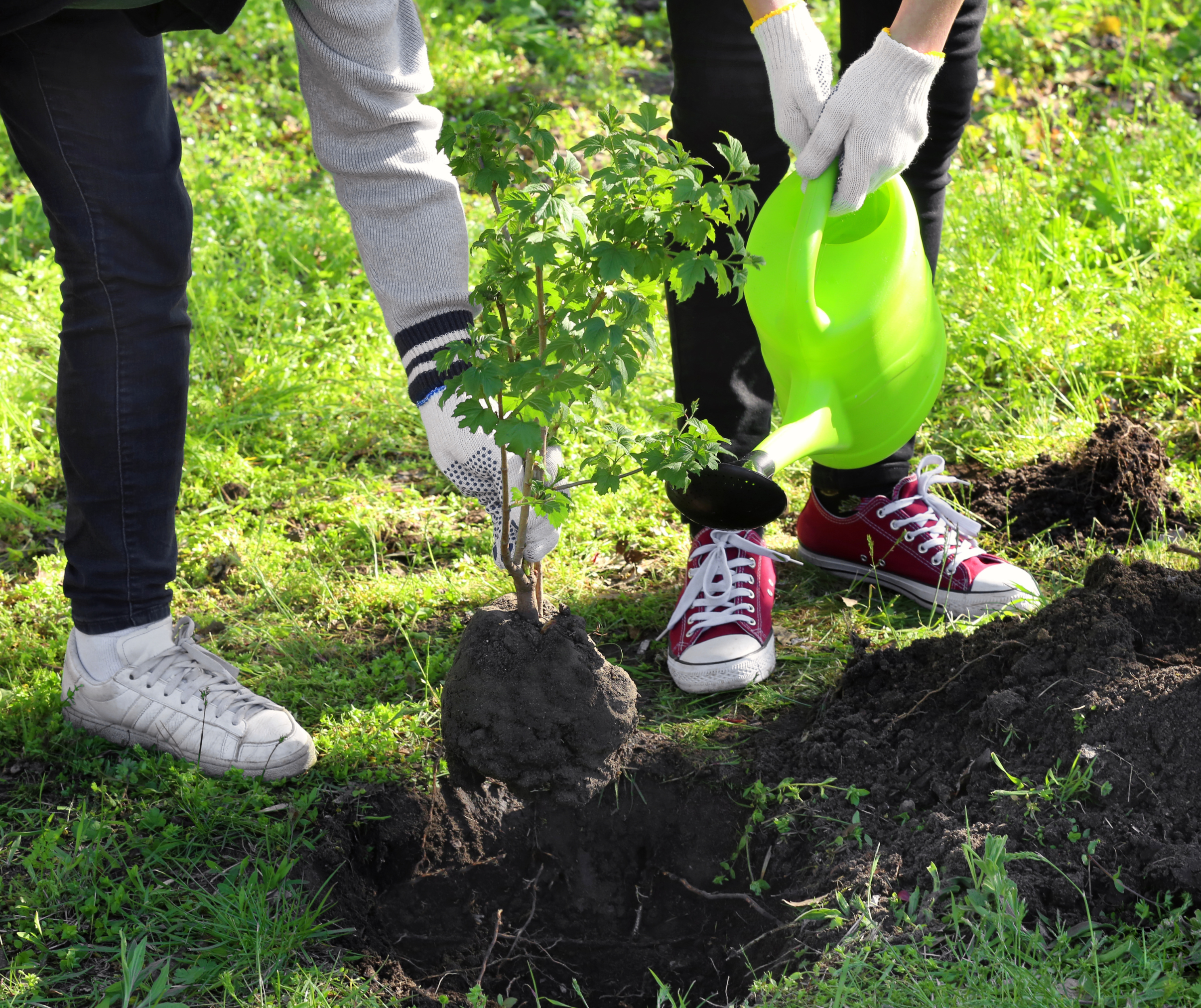 Plant a Forest - OK YOU